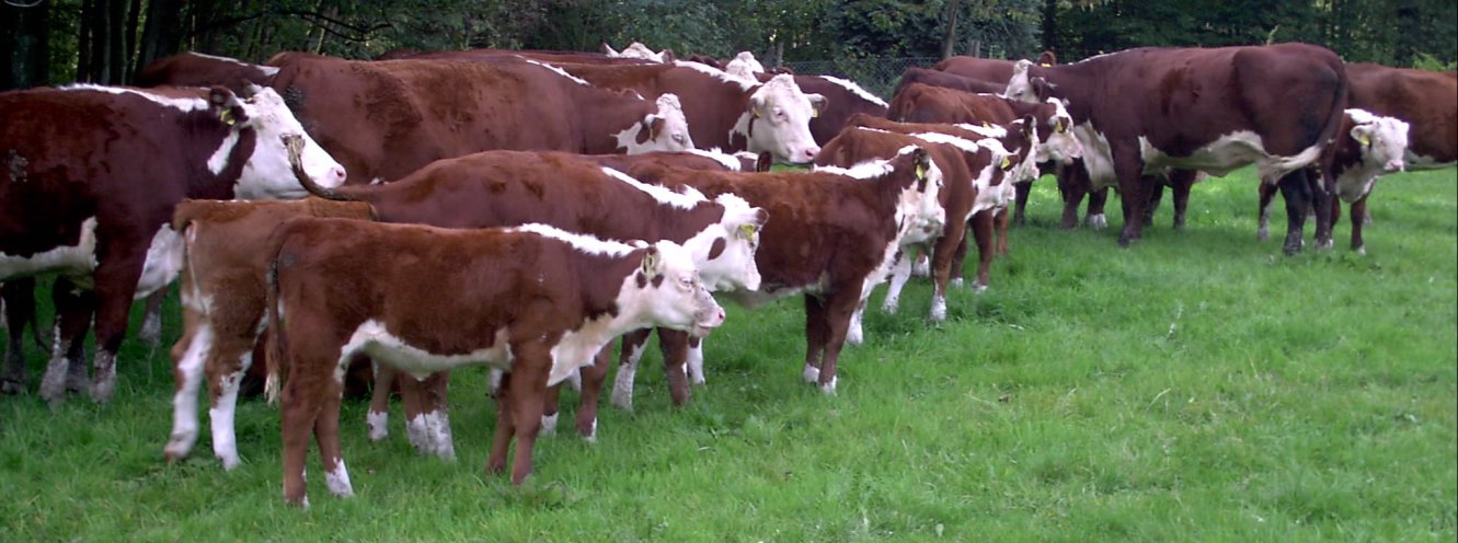 Hereford Rinder Martin Pohlmann 58553 Halver - Startseite